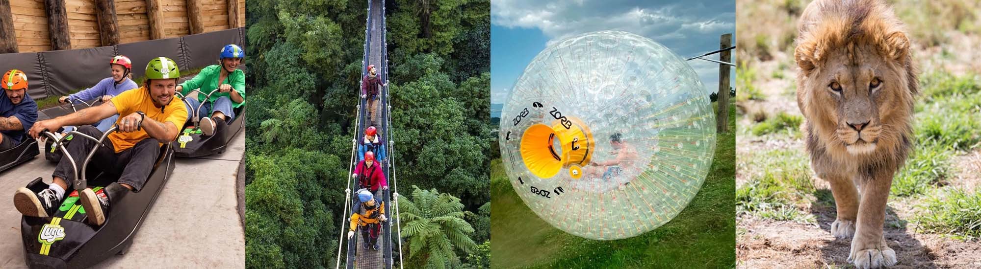 Rotorua Tourist Attractions - Skyline - Luge - Bookings