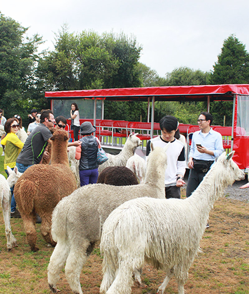 Rotorua Tourist Attractions - Skyline - Luge - Bookings